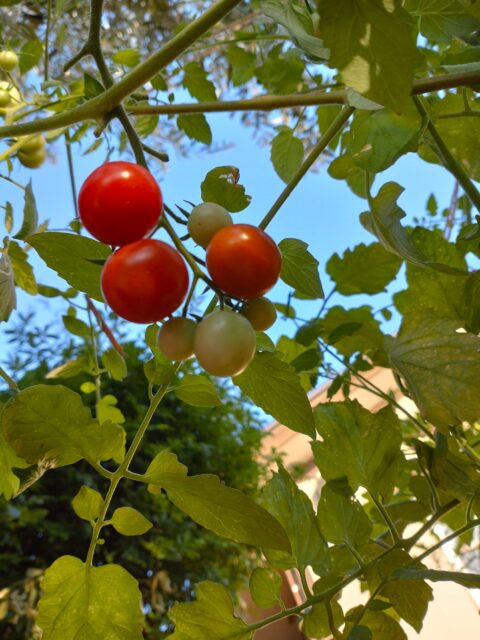 ありがとう 2025 その② | ヨガ プラーナ 小浜市 Yoga Prana